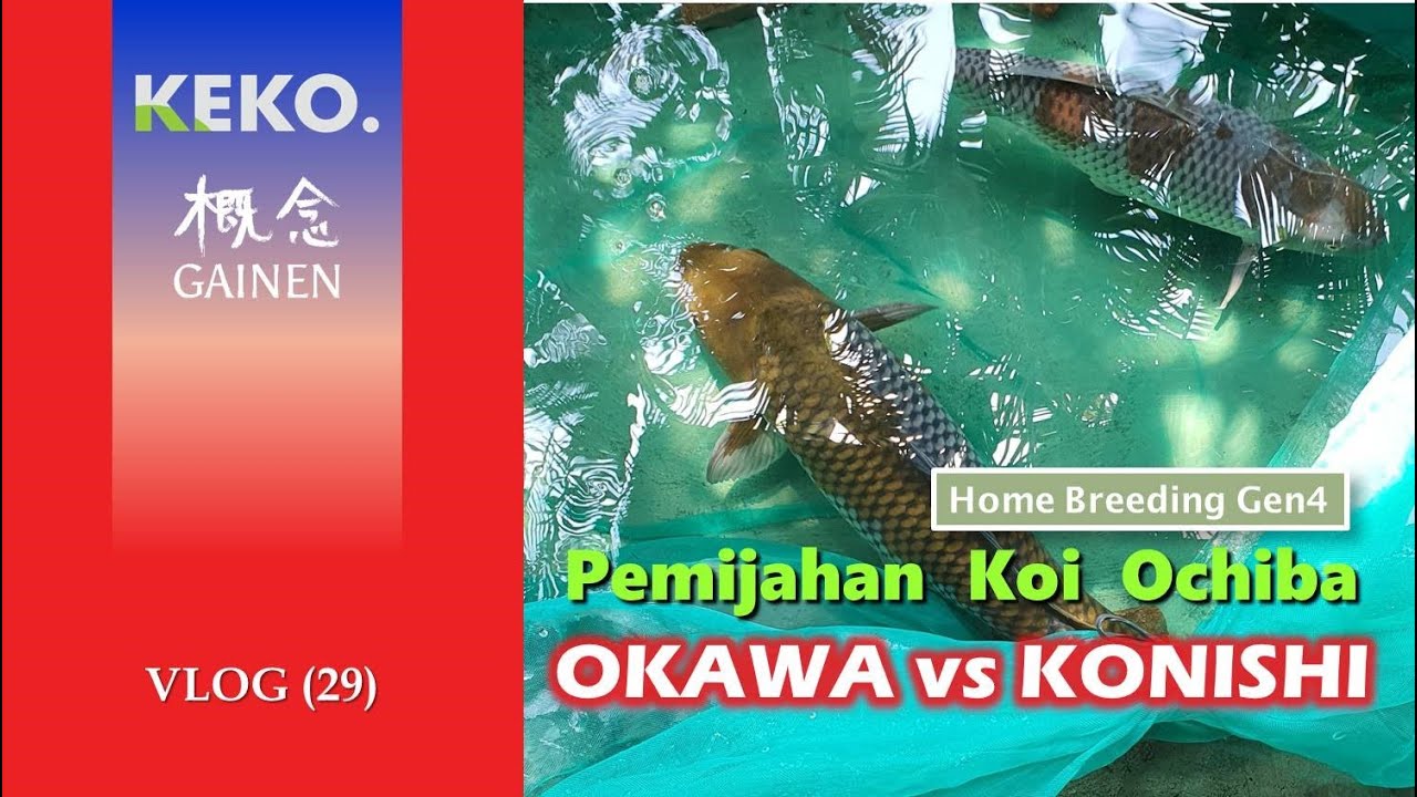 Pemijahan Ikan Koi | Ochiba OKAWA vs Ochiba KONISHI - Homebreeding Gen 4 | Vlog (29) - YouTube