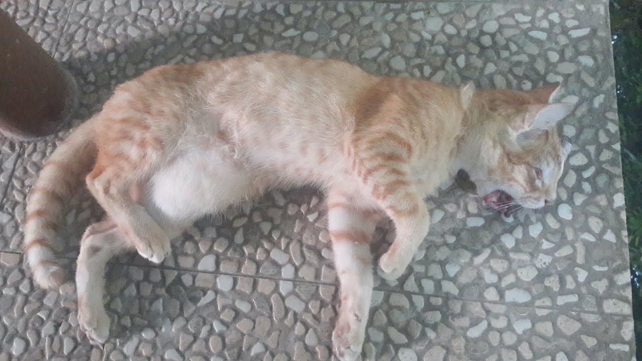 Goodbye My Cat Run over by a car - YouTube