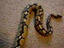 1 And Two Year Old Ball Python - YouTube