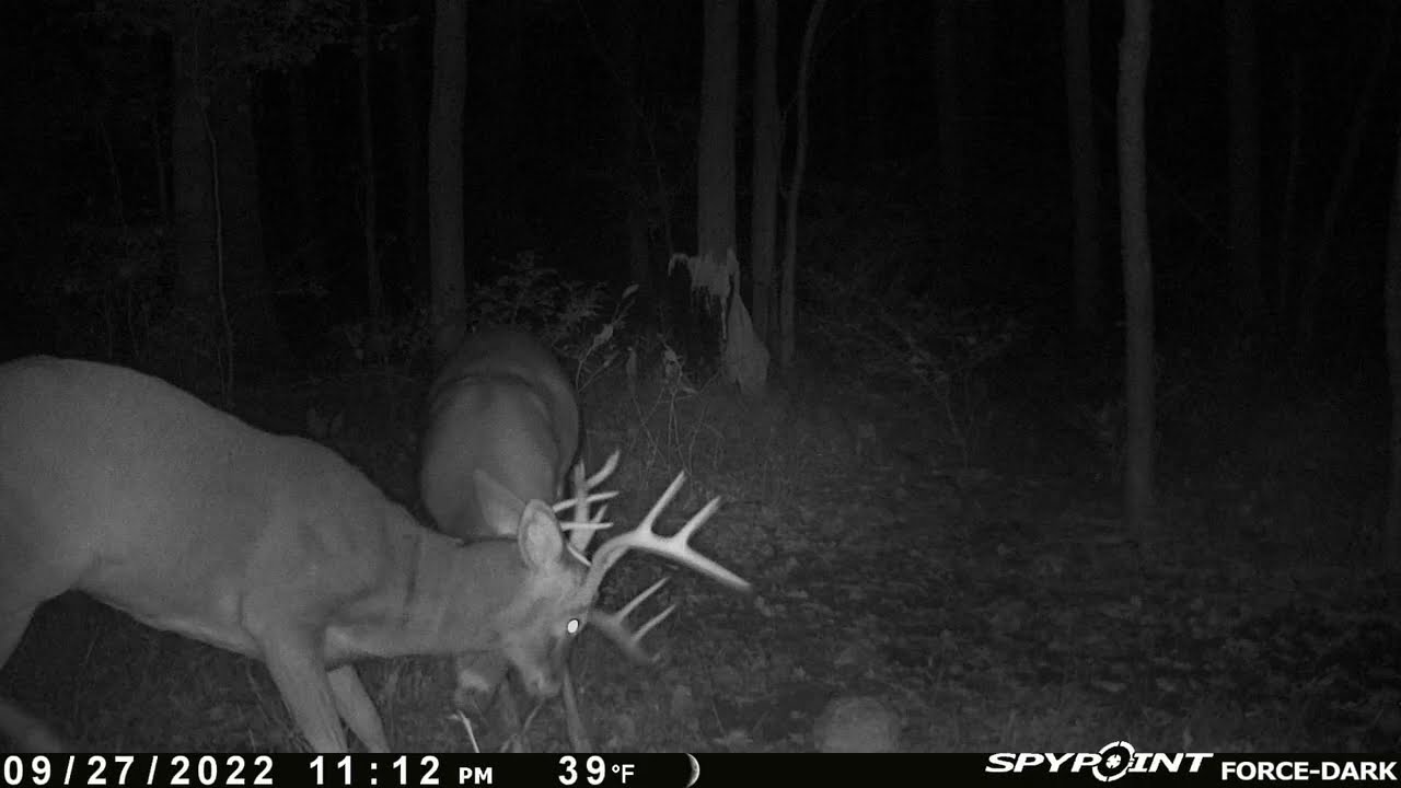 Injured buck fighting - YouTube