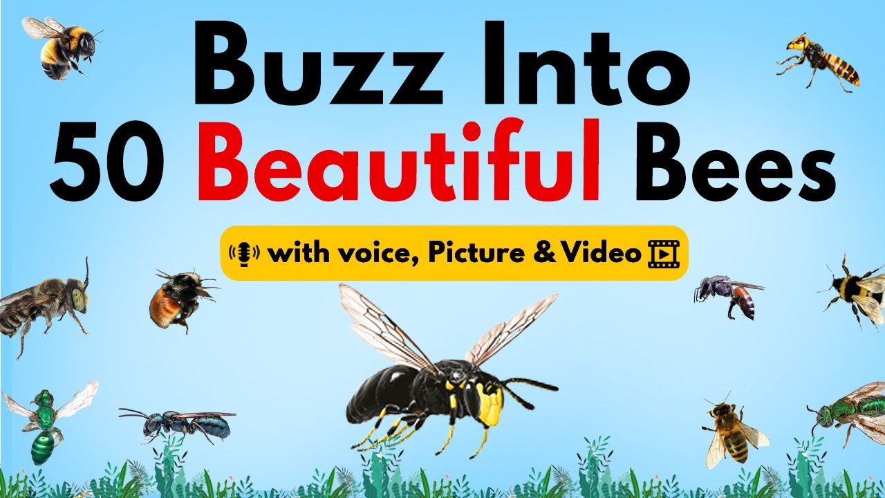 50 Bees Name with Voice, Picture & video | Types of Bees in the World ...