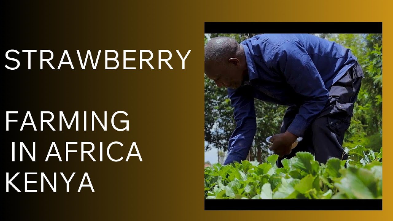 ORGANIC STRAWBERRY FARMING IN KENYA | SEED TO HARVEST JOURNEY AND ...