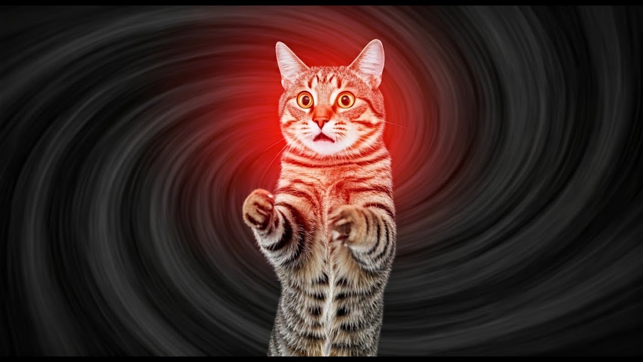 live stream | Cat TV for Cats to Watch | funniest cat funny video | cat ...