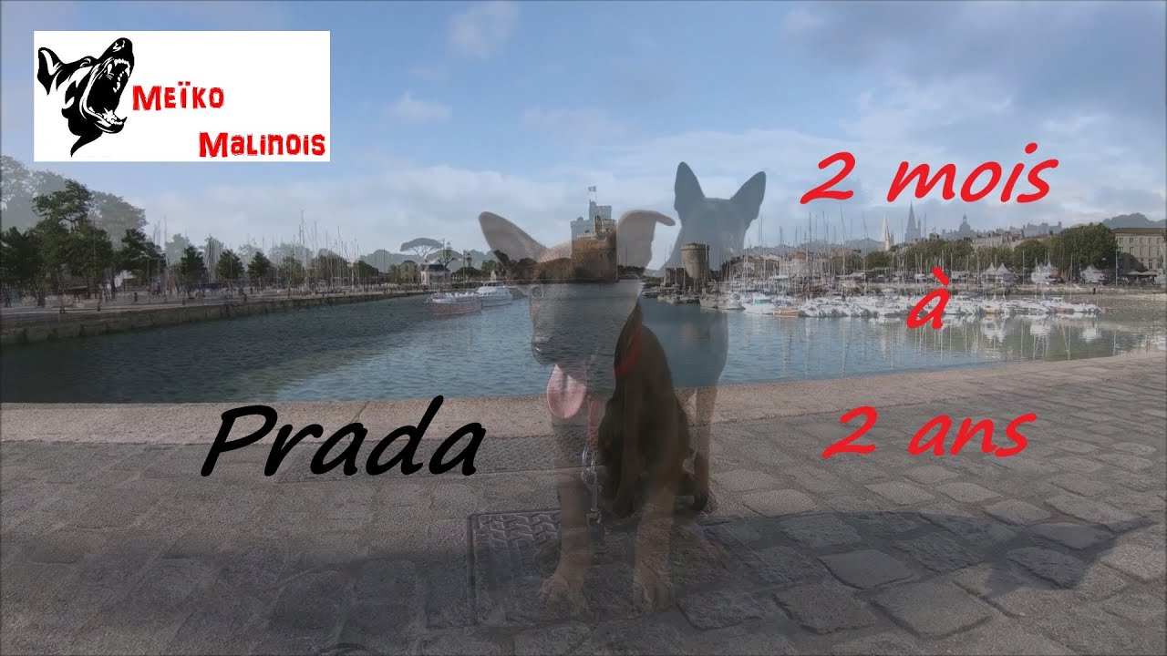 Malinois Evolution de 2 mois à 2 ans - YouTube
