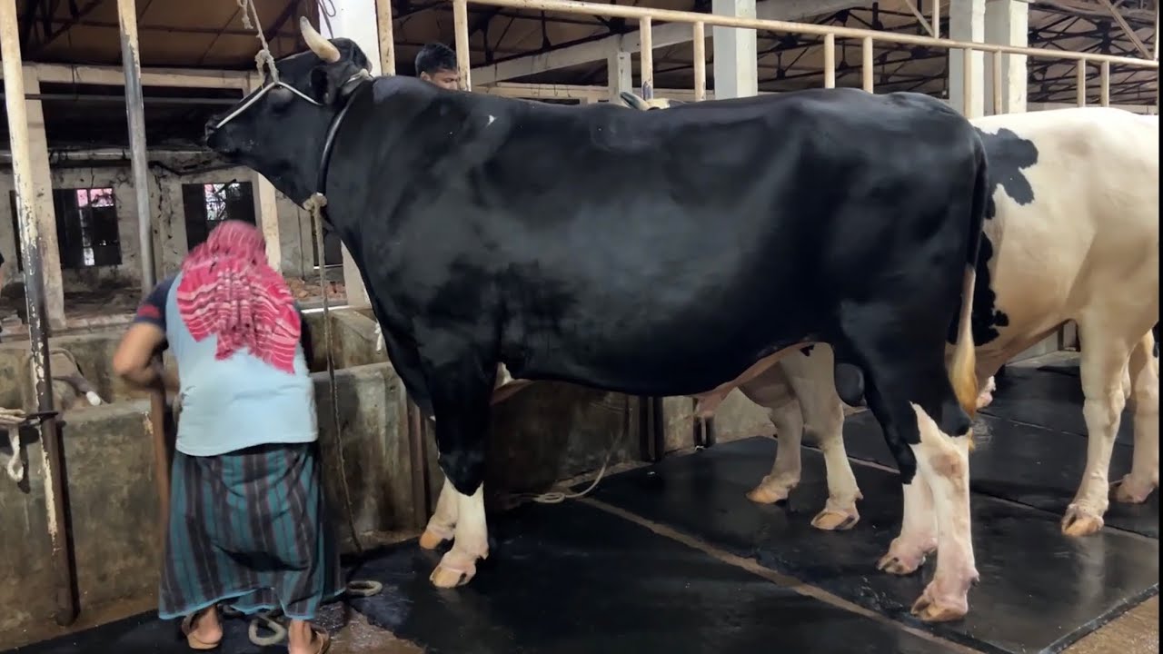 Top Iconic Holstein Fresian Bulls Line Up | Massive Big | Sibbi Cows ...