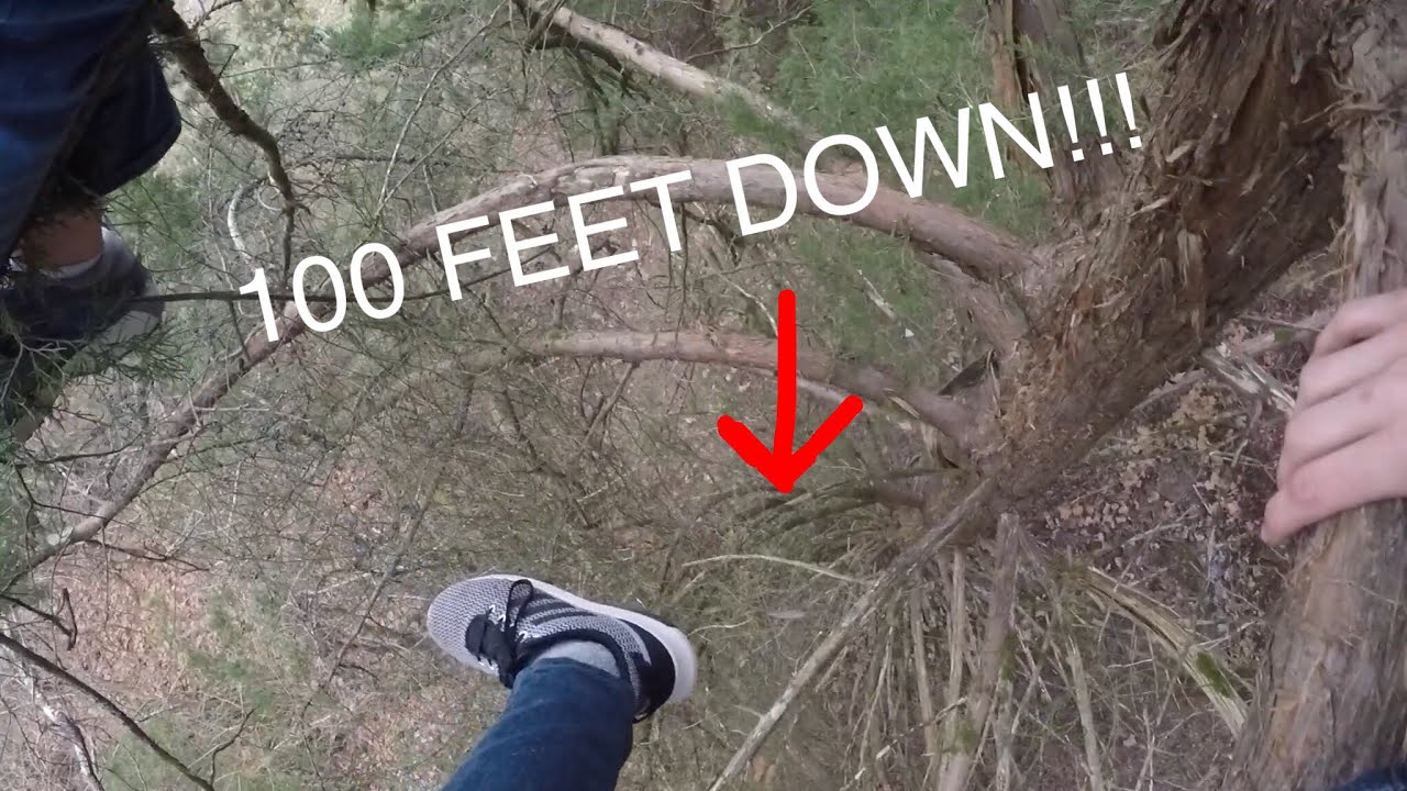 FREE CLIMBING Giant Trees! 100 FOOT TALL! - YouTube
