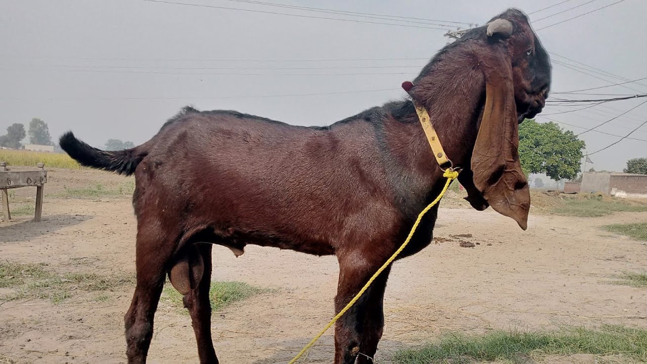 #sahiwal Rai munawar goat farm update shokali for sale 🥰 - YouTube