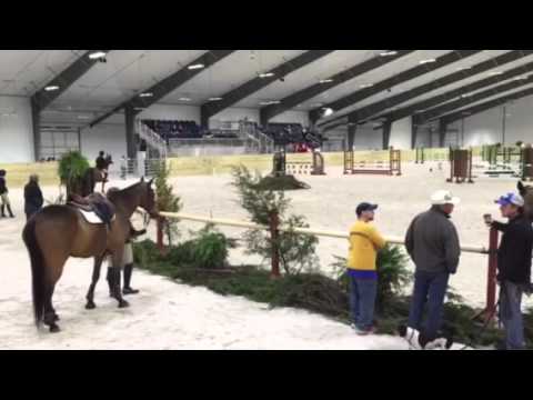 Papillon Wilmington mini prix