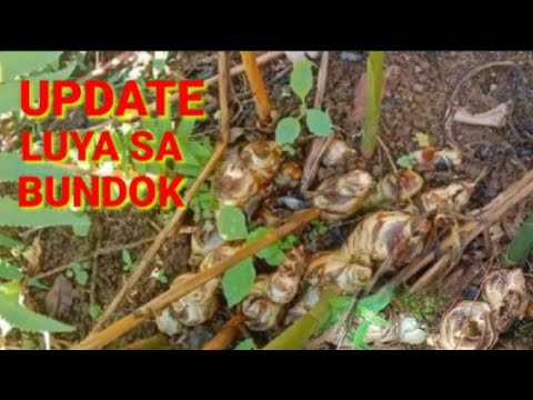 ETO NA ANG LUYA SA AREA 2 | Simple Life in the Countryside Philippines ...