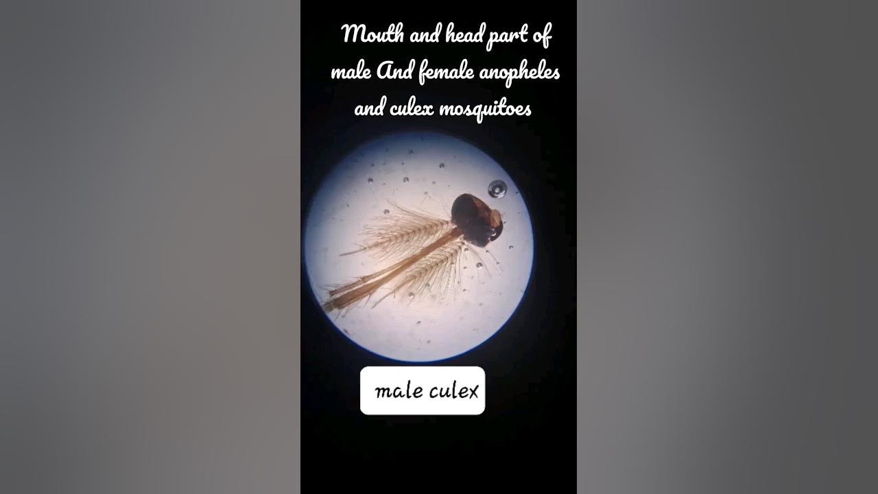 Mouth And Head Part Of Male And Female Anopheles Mosquitoes Youtube