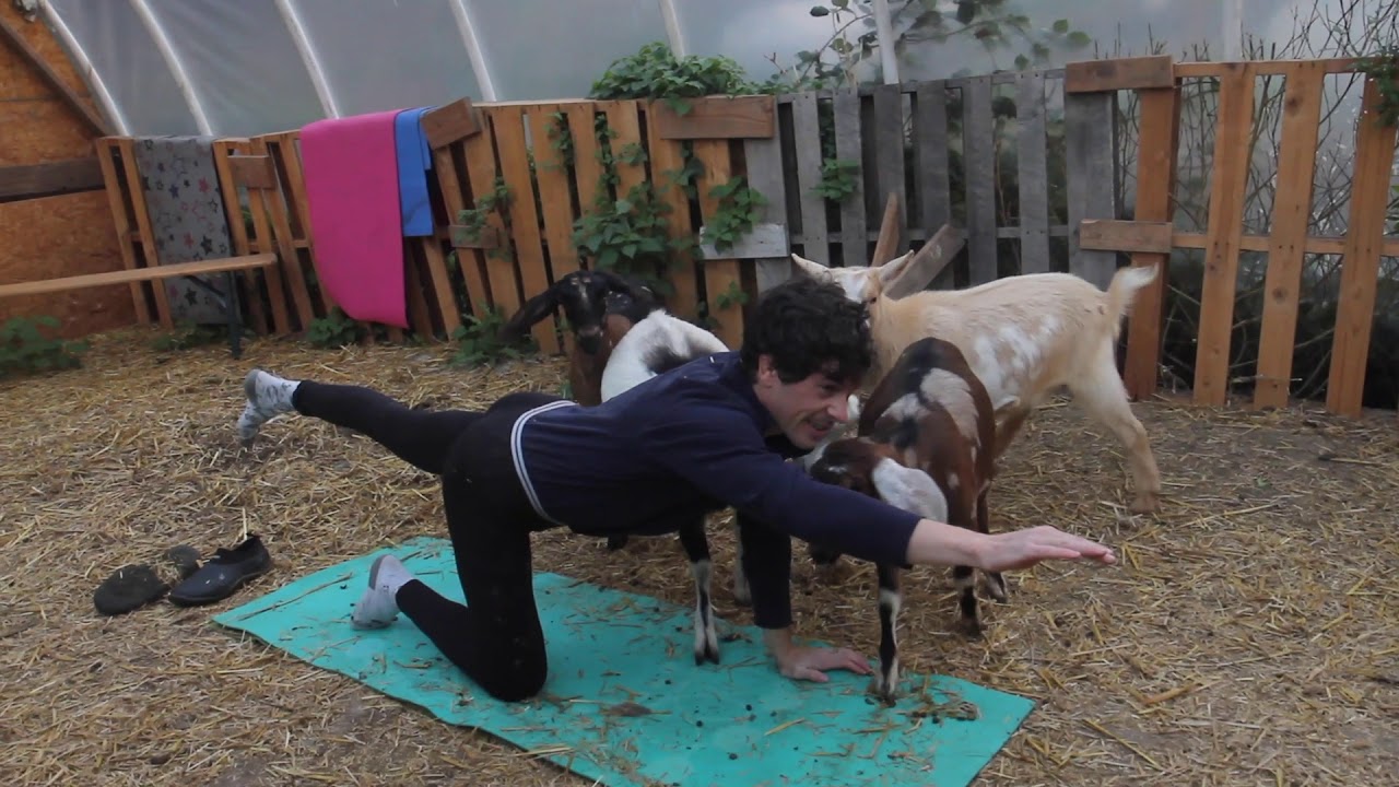 Easy 10 MInute Goat Yoga Video - Flow, Breathe, Repeat - YouTube
