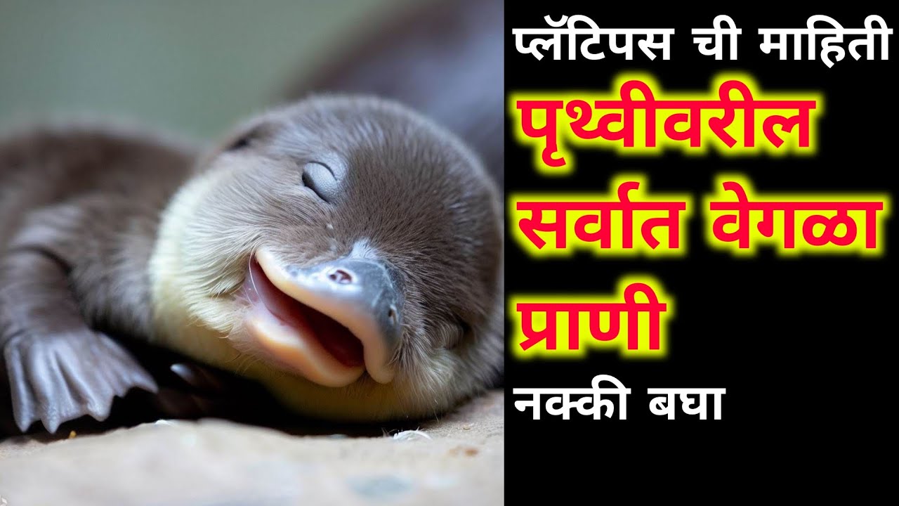 platypus chi mahiti | platypus vishay mahiti | platypus prani mahiti ...