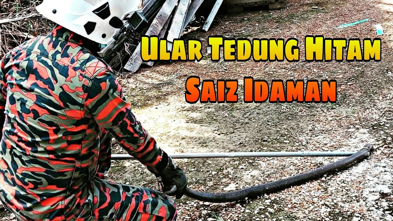 Ular Tedung Hitam!! Saiz King - YouTube