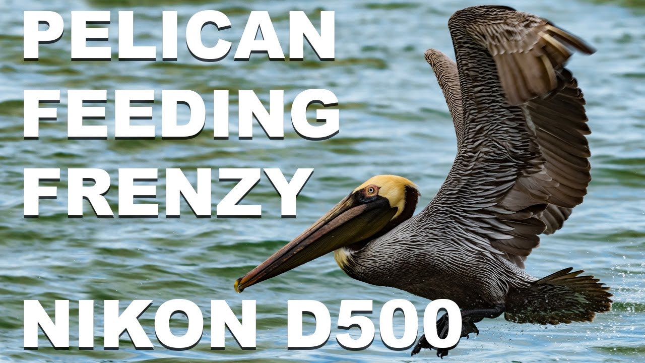 Pelican Feeding Frenzy - Nikon D500 - Wildlife Photography - YouTube