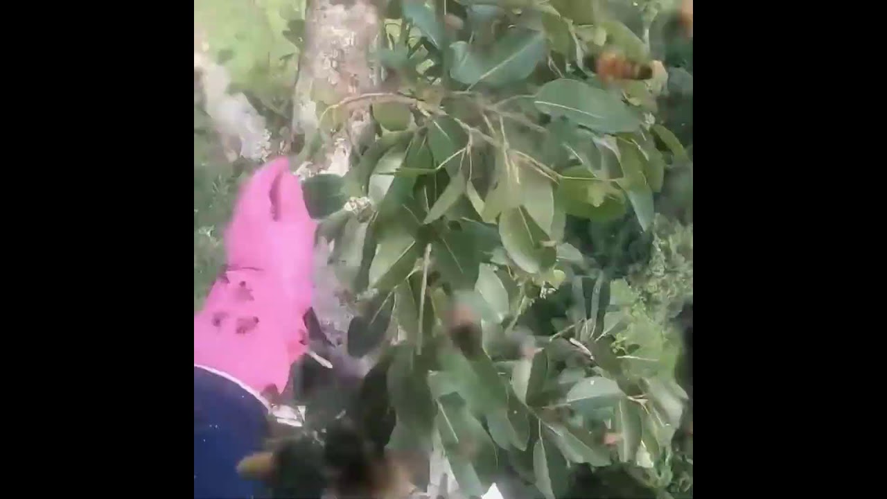 Risks Her Life to Harvest Giant Beehives–Extreme Honey Hunting at ...