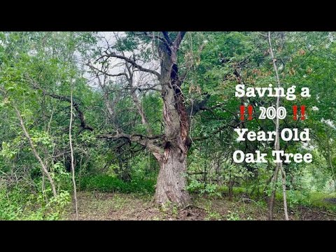 Selective Clearing | Saving A 200 Year Old Oak Tree - YouTube