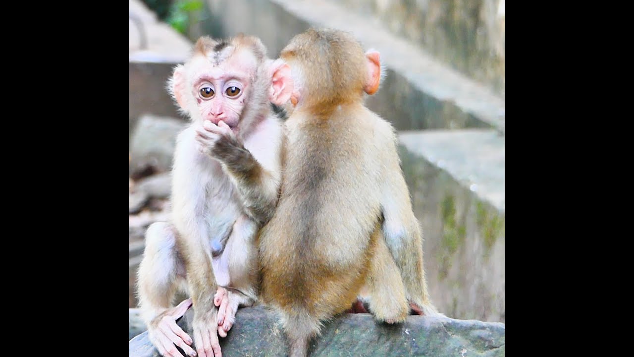 Lovely Footage Of The Two Baby Monkey Having Some Fun Together, Guests ...