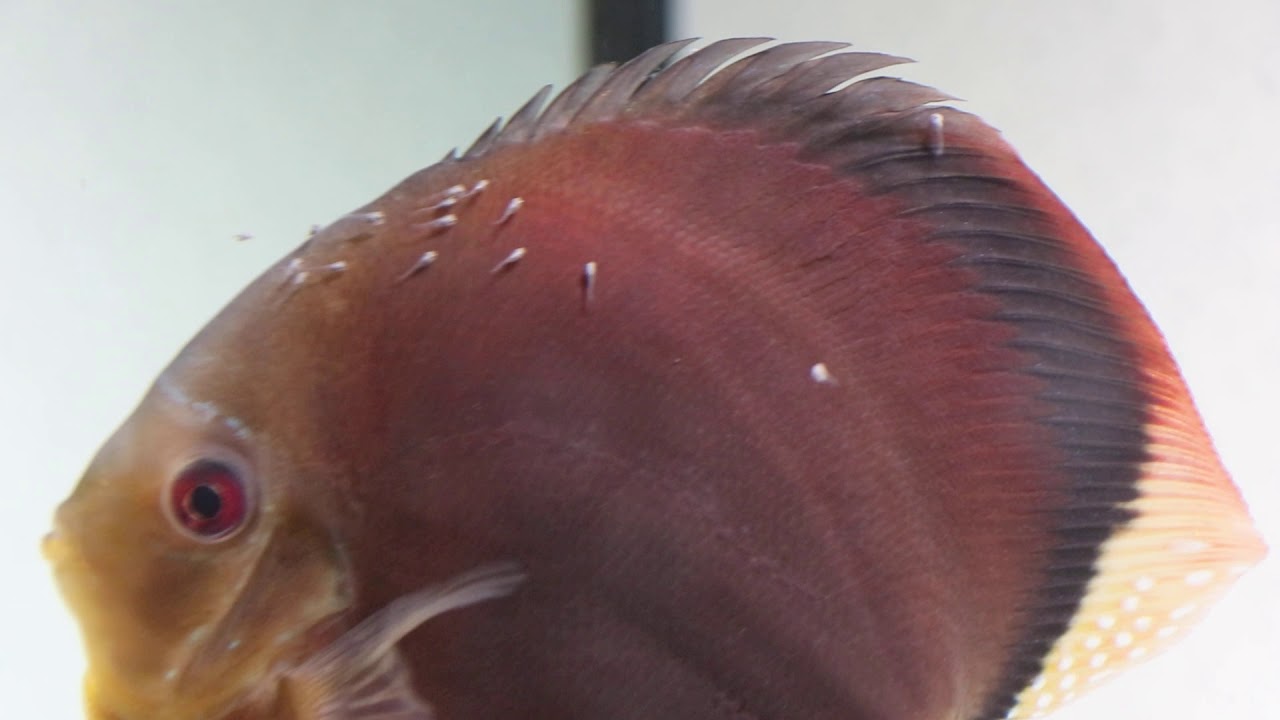 Discus fry - YouTube