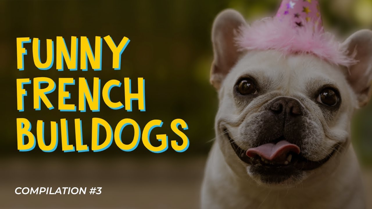 Funny French Bulldogs Compilation #3 - YouTube