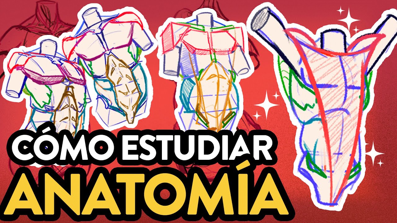 Cómo PRACTICAR dibujo de ANATOMÍA | ANATOMÍA ARTÍSTICA DE REFERENCIAS ...