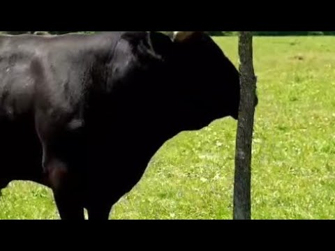 Boğa Çayırda Ağacı Devirdi! 😱🐂🌳 Bull Knocks Down a Tree in the Meadow! 😱🐂🌳