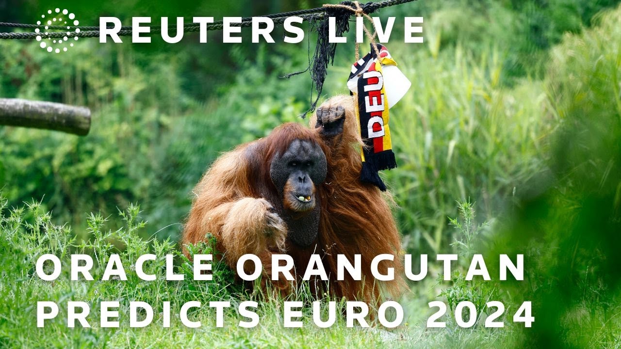 LIVE Oracle Orangutan Predicts The Result Of Euros 2024 Spain V live-oracle-orangutan-predicts-the-result-of-euros-2024-spain-v