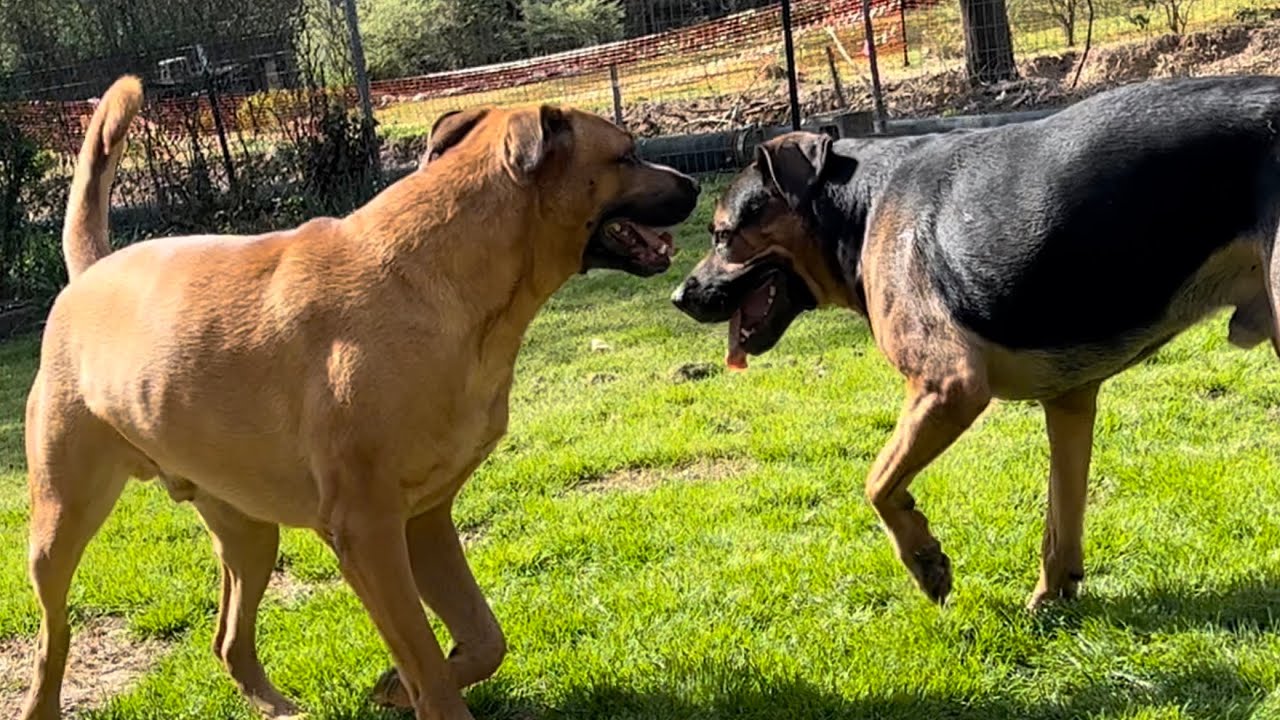 German shepherd boxer mix. Beautiful dogs playing. - YouTube