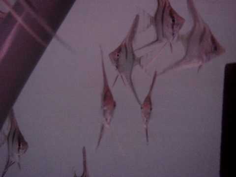 Altum Angelfish F1 - YouTube