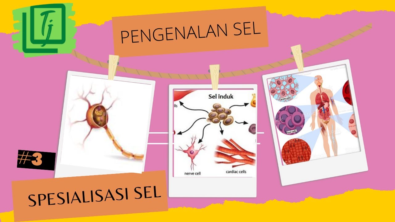 Pengenalan sel #3 Spesialisasi Sel - YouTube
