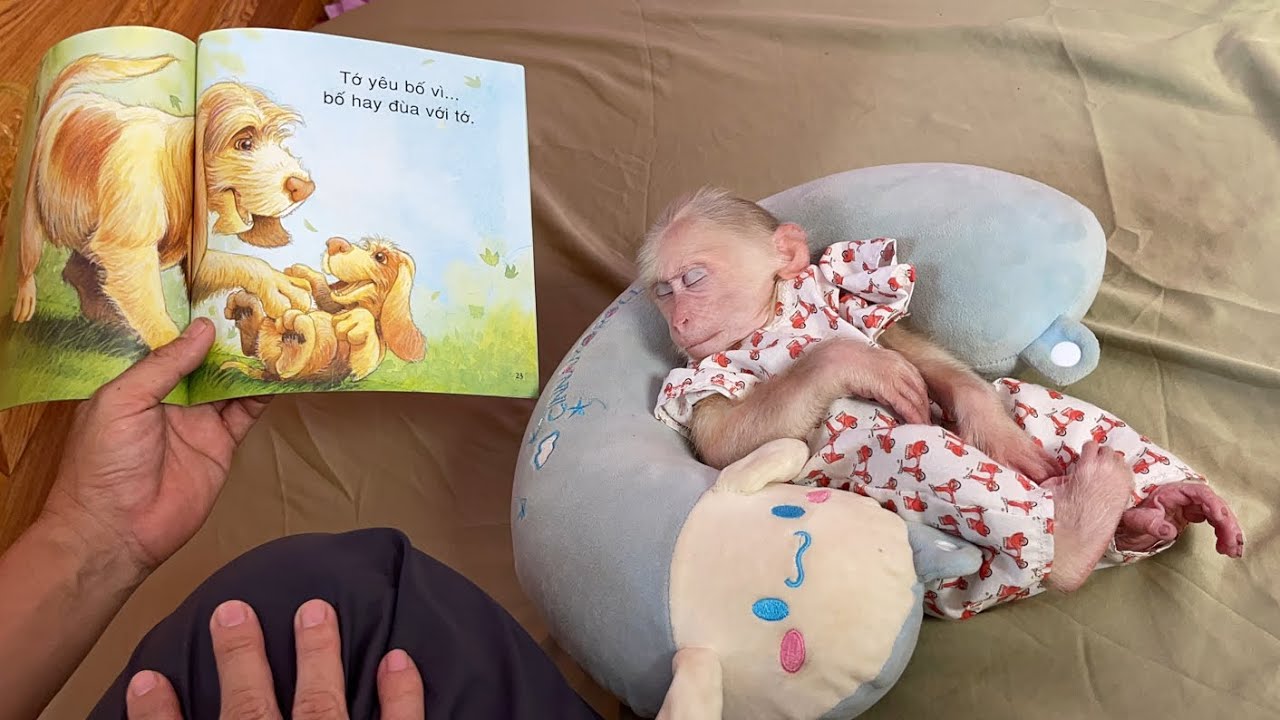 Super cute! Monkey luk refuses sleep until dad resort to measures ...