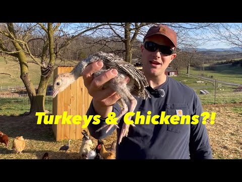 Can Turkeys & Chickens Live Together?