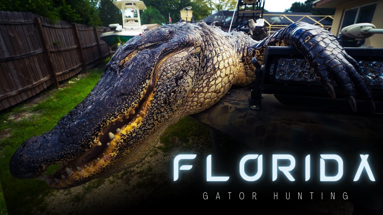 Gator hunting within city limits - YouTube