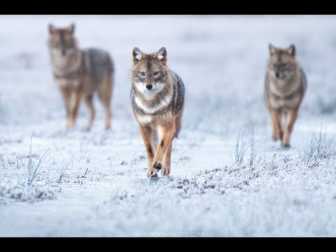Šakali / Jackal / Canus aureus