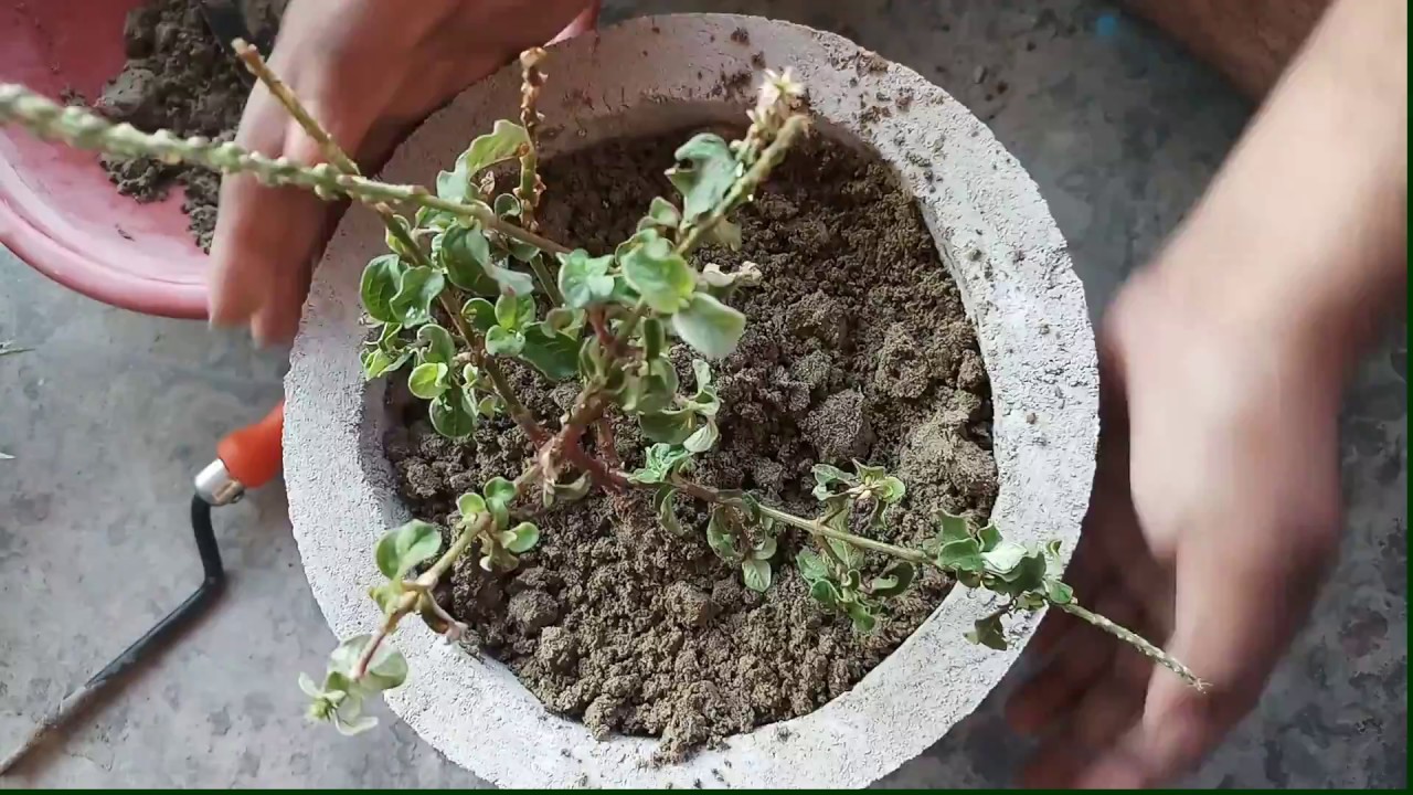 How to grow achyranthes aspera ( latjira), ka ayurvedic plant - YouTube