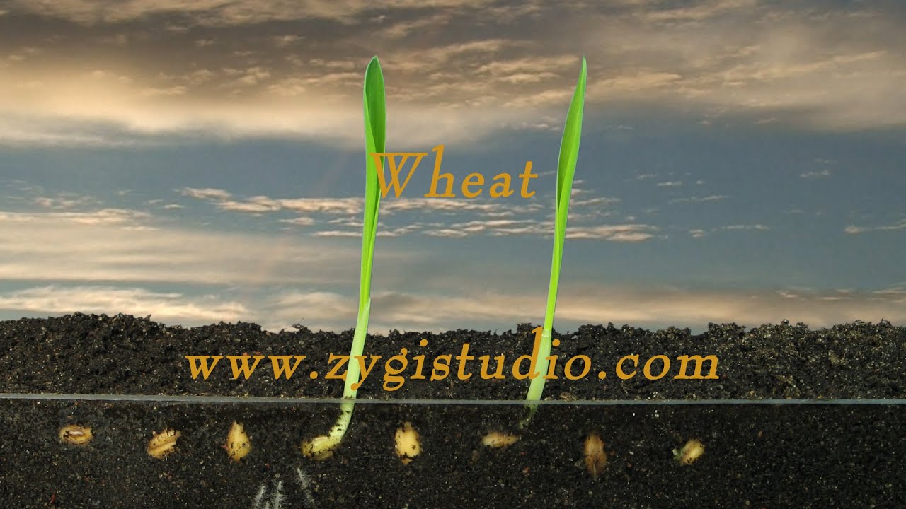 Time-lapse of Germinating and Growing Wheat Seeds. - YouTube