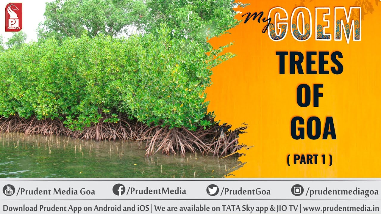 Trees Of Goa | Part 1 | My Goem | Prudent - YouTube