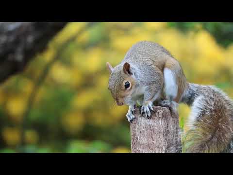 Wild life |Whatsapp status video|Nature beauty|