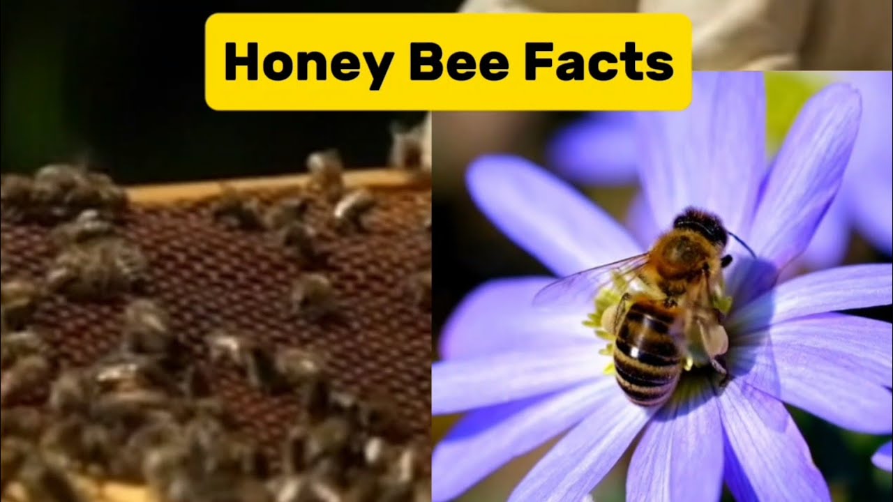 The Magic of Honey Bees: nature's architects and producers of liquid gold || Facts about Honey ...