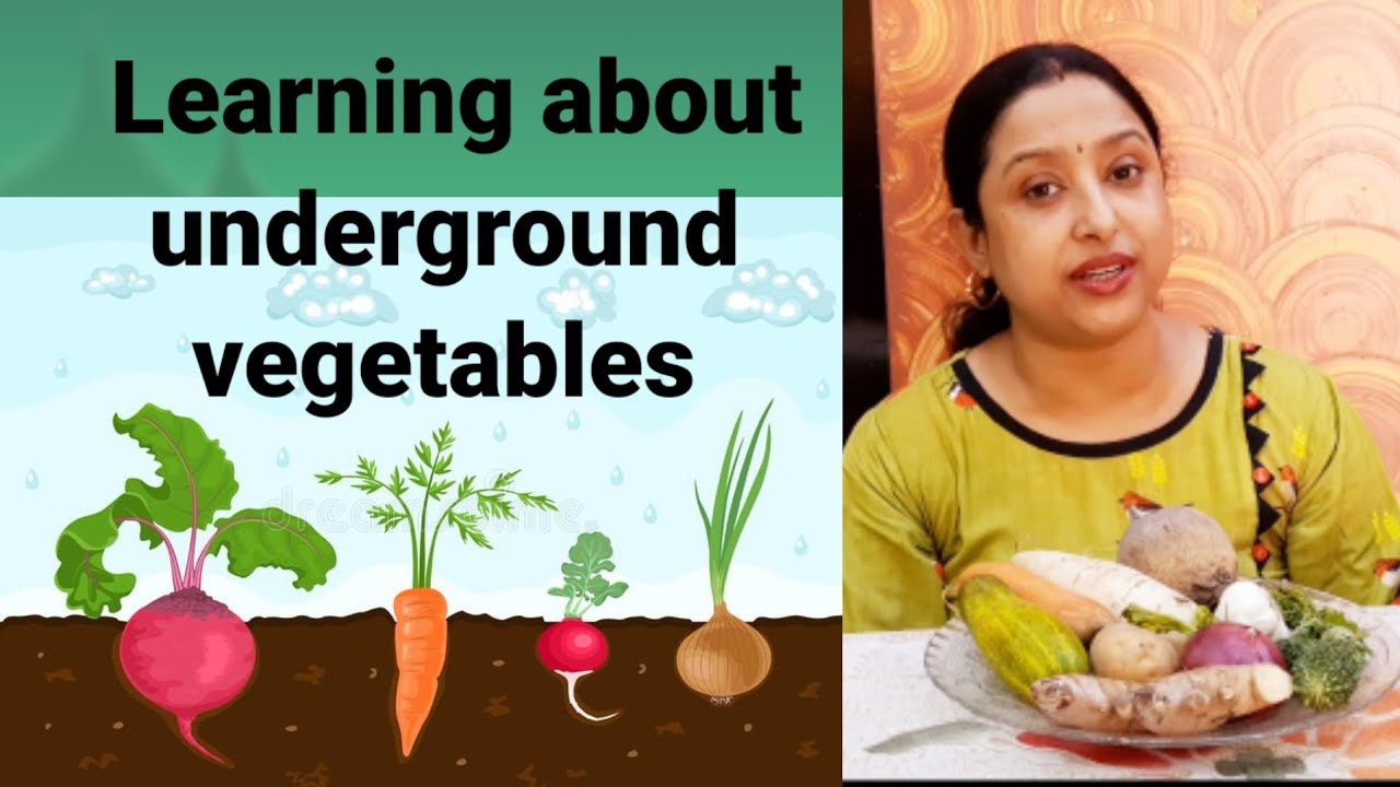 Learning about Underground vegetables for LKG and UKG students - YouTube