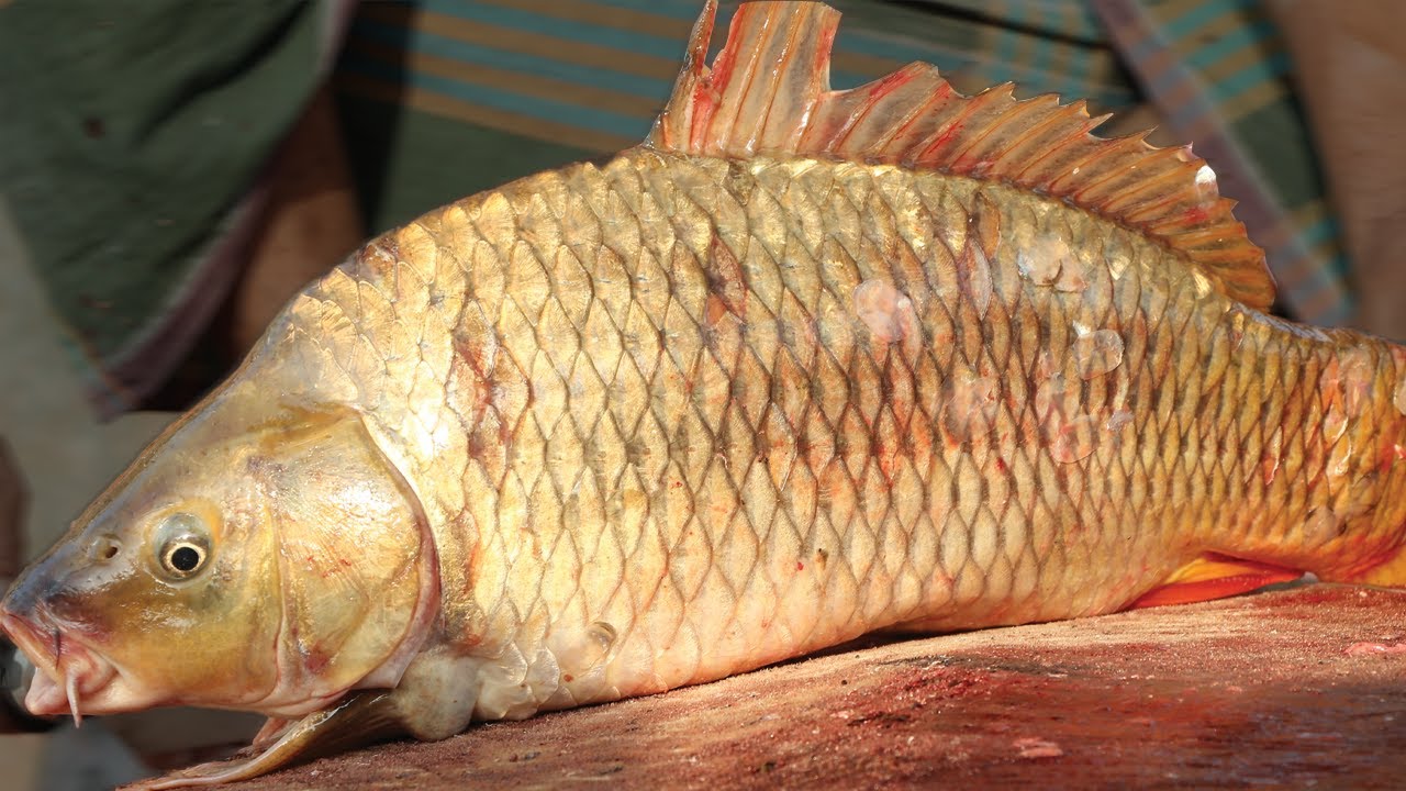 Amazing Big Red Carp Fish Cutting [ASMR] | Fresh Fish Market Scenes ...