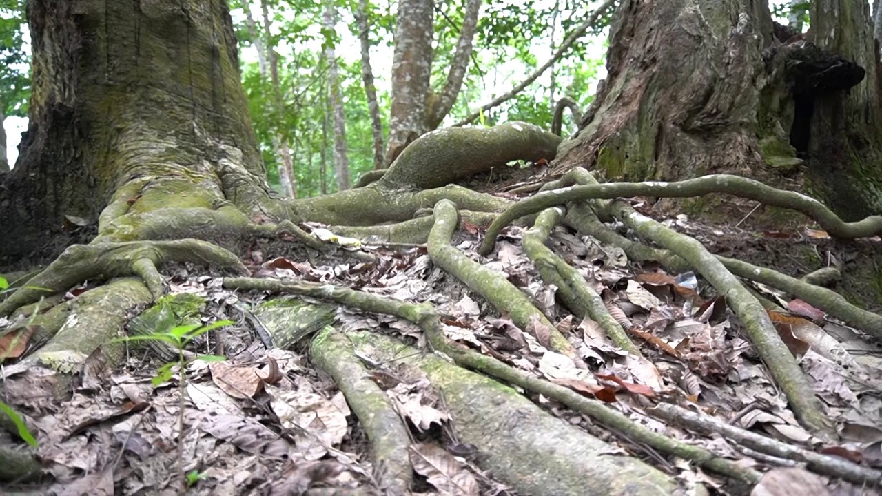 stock footage no copyright full hd-nature-spooky tree roots. There are ...
