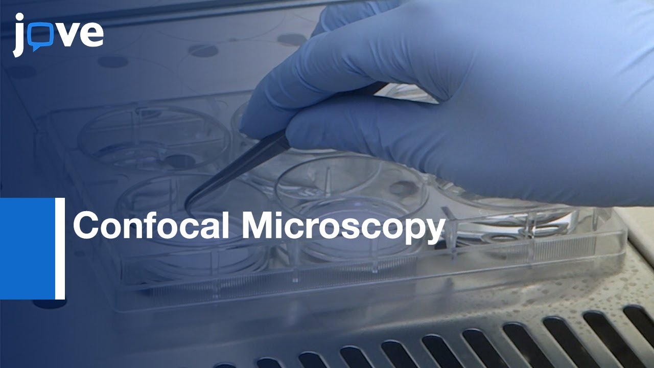 Resident CD8 T Lymphocytes Imaging Using Confocal Microscopy | Protocol ...