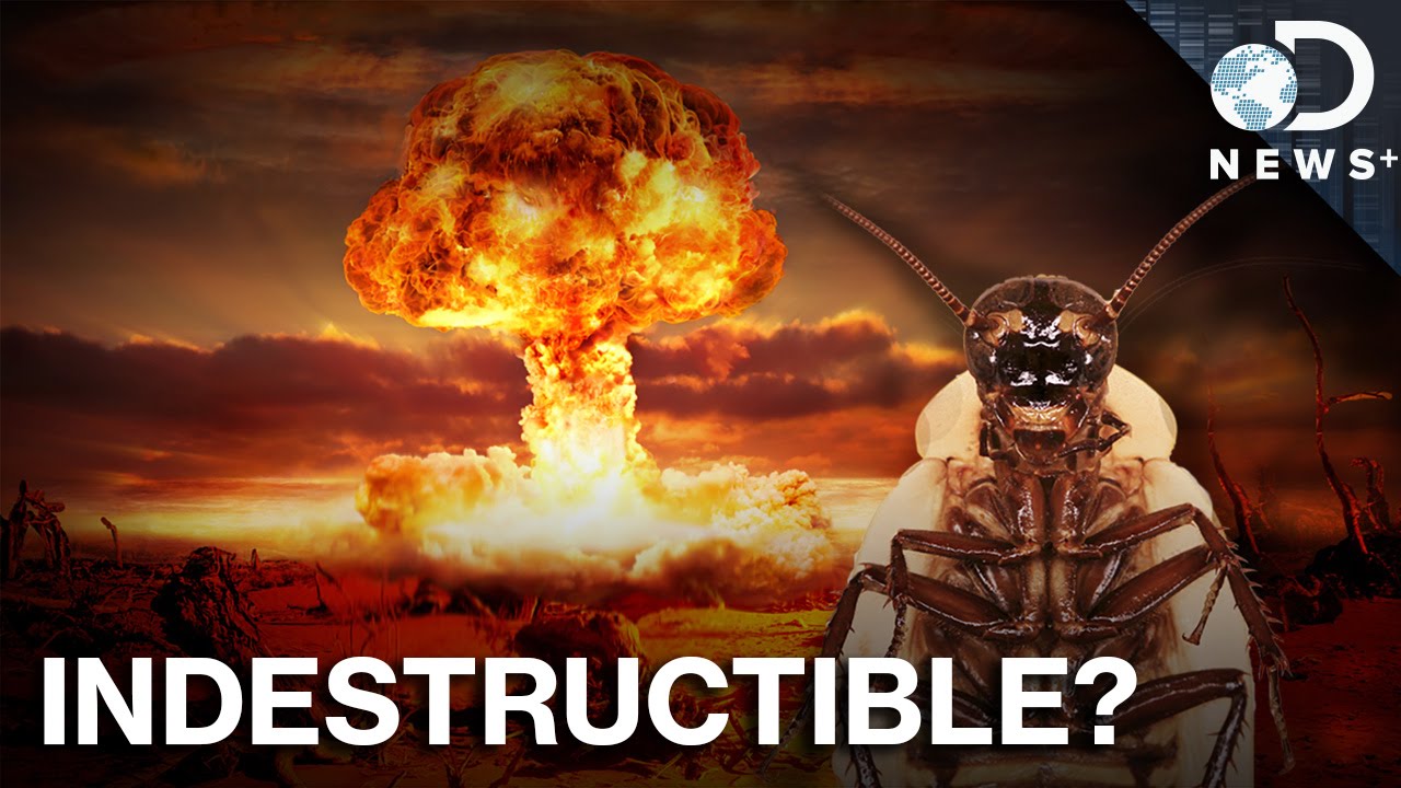Neither Decapitation Nor Nukes Will Kill A Cockroach… At First. - YouTube