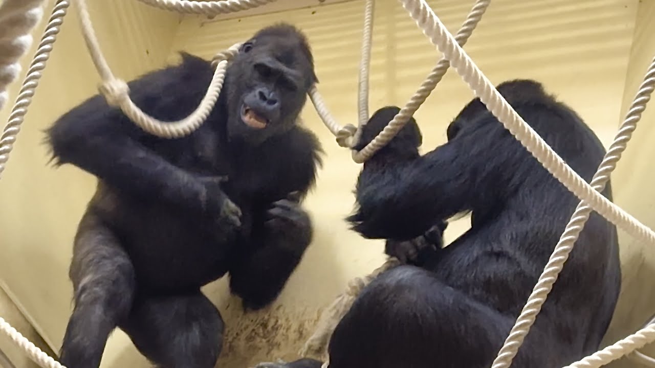 The Shabani family on a rainy day. While everyone is quiet, Ai and ...