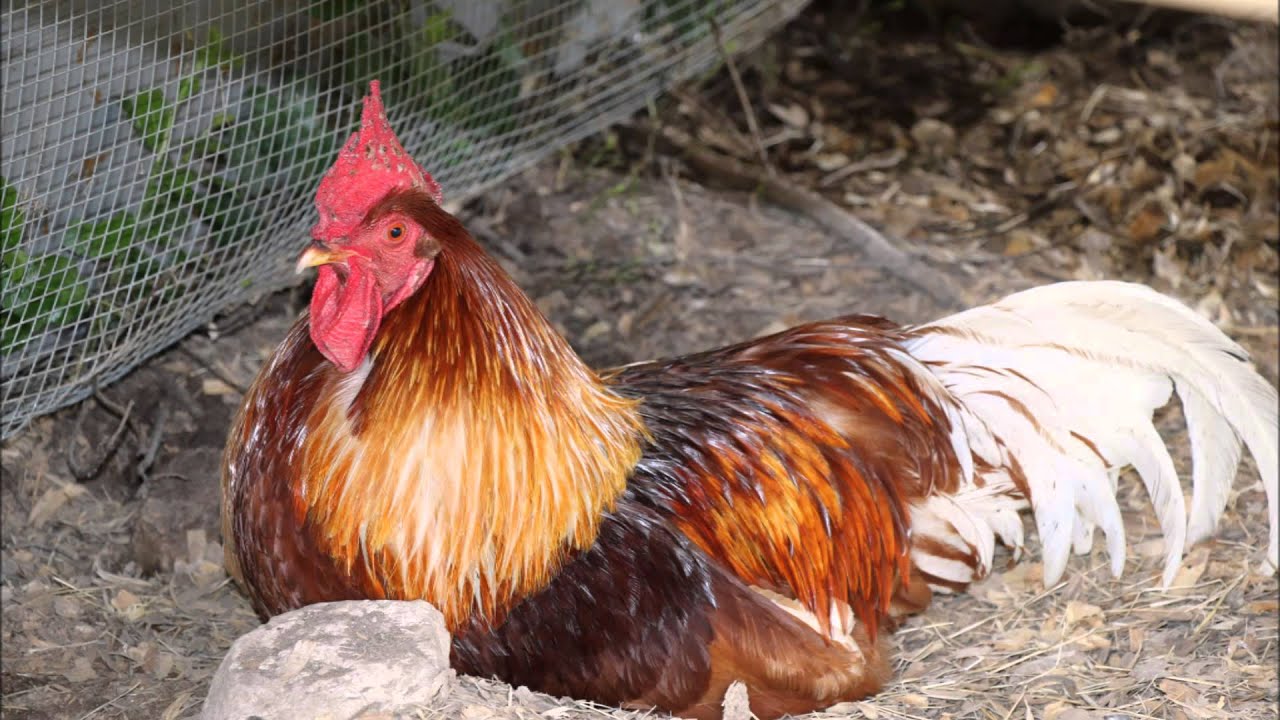 Turkey Dressed Weight - YouTube