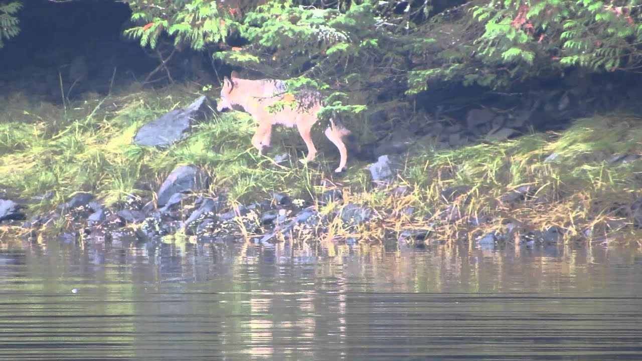 Howling wolves in great bear Rainforest - YouTube