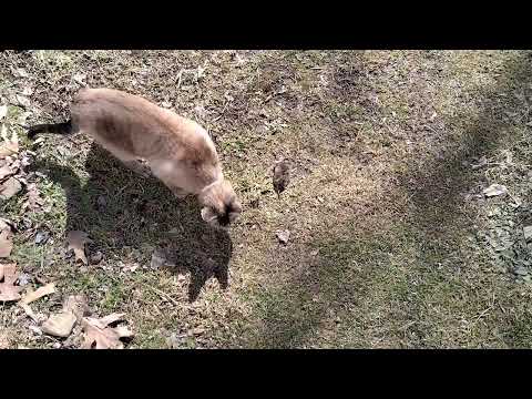 The mighty hunter - YouTube