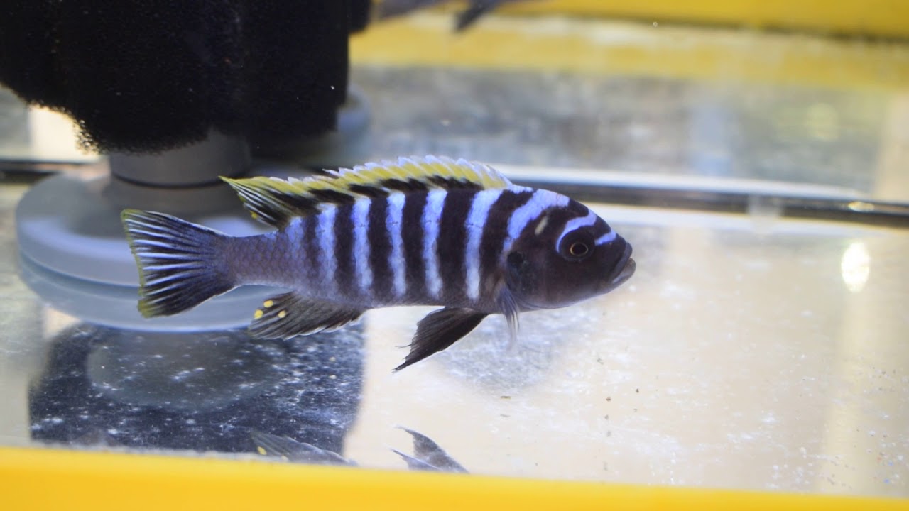 Cynotilapia afra red top likoma wild - YouTube