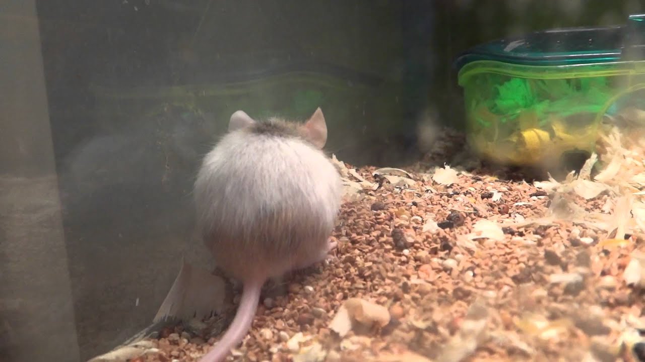 Male Fancy Mice - YouTube