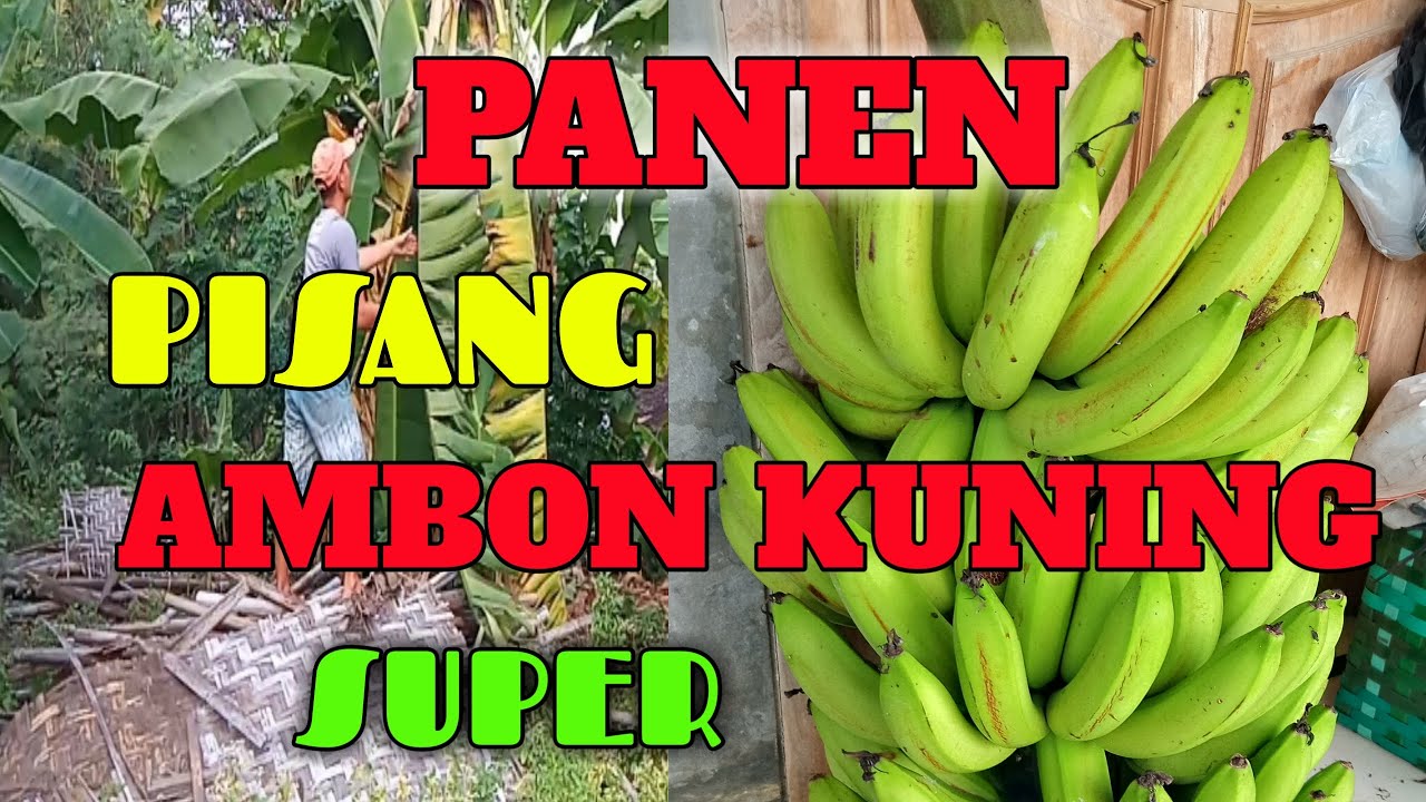 PANEN PISANG AMBON KUNING(@azel Oppo channel) - YouTube